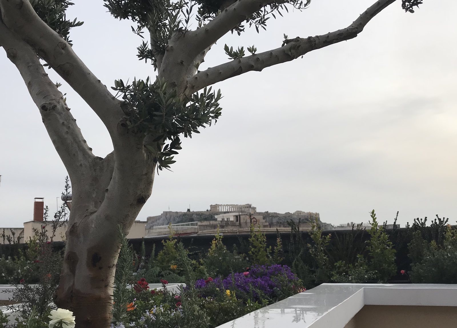 Κατασκευή ταρατσόκηπου σε ξενοδοχείο στο κέντρο της Αθήνας ...